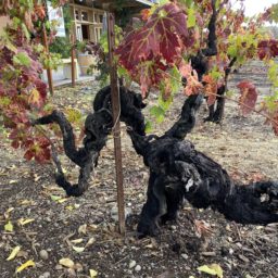 Top 10 Zinfandels Tasted in 2024 | Zinfandel Chronicles