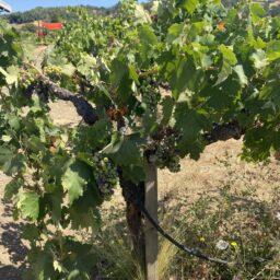 The Week in Zinfandel (3/10/25) | Zinfandel Chronicles